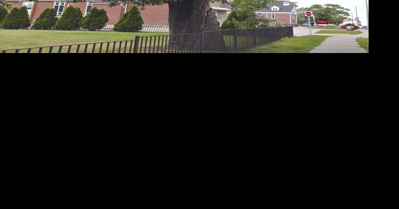 NATURAL ROOTS: Scarborough’s Jesuit Pear Tree 300 years old