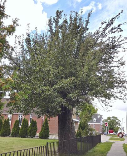 NATURAL ROOTS: Scarborough’s Jesuit Pear Tree 300 years old