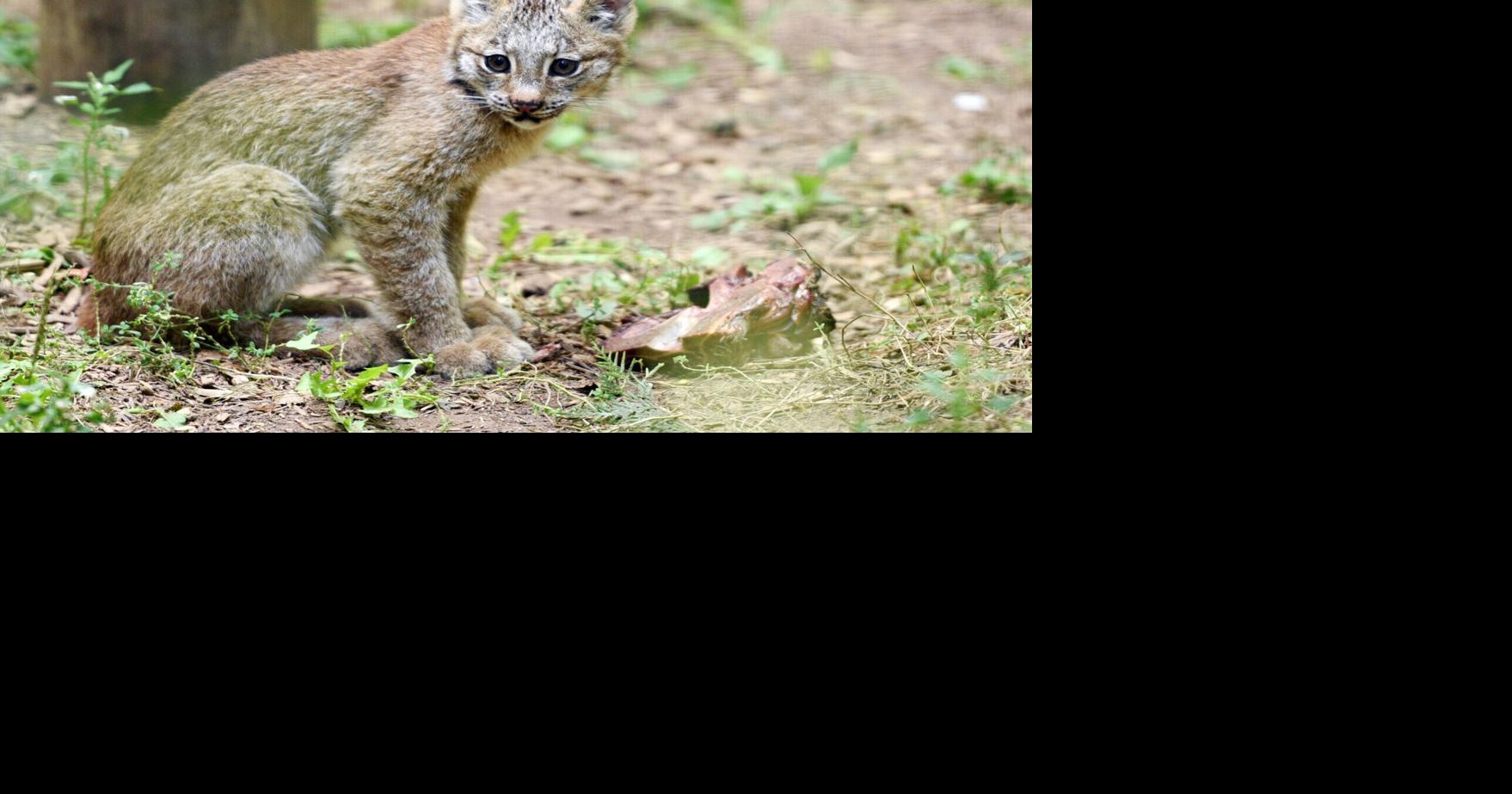 Toronto Zoo: Canada Lynx kittens claw in quite the crowd