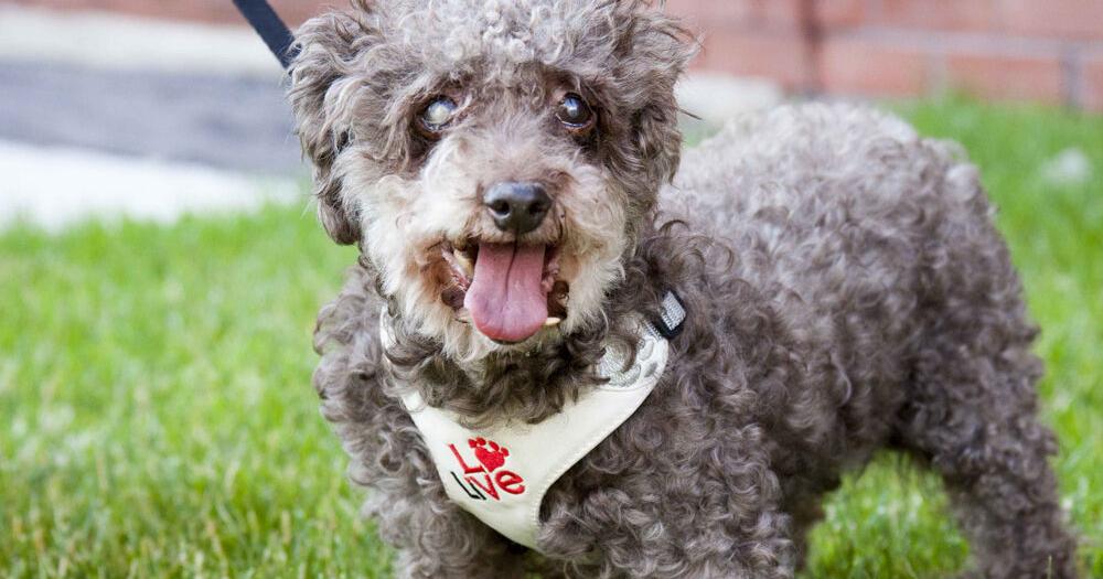 CRITTER CHATTER: Does your home have room for a pet in need?