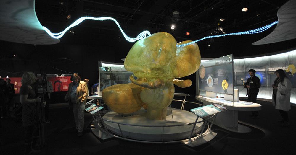 Get inside the brain in latest science centre exhibit