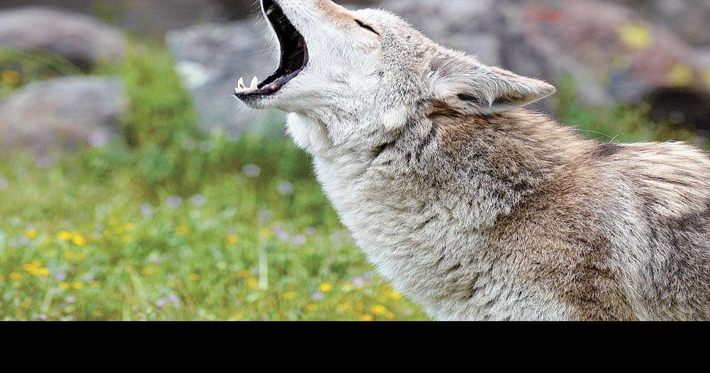 Coyote sighting along trail near Mimico Creek prompts reminder on how ...