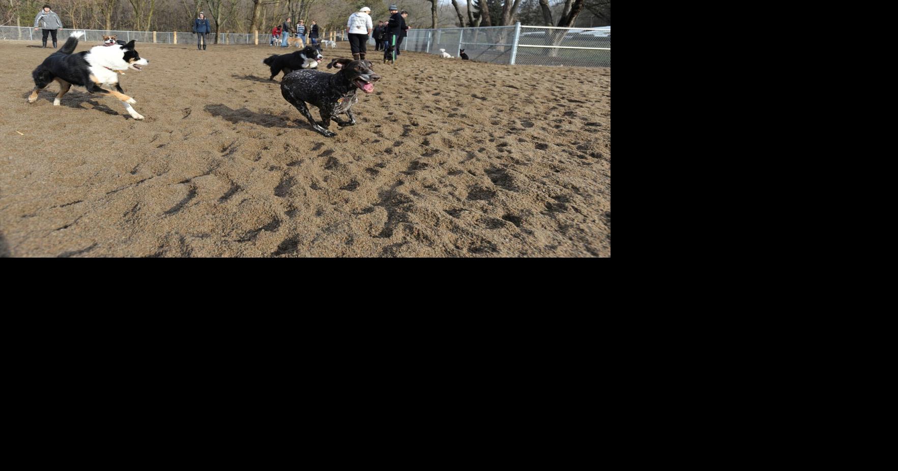 Poodle mauled to death in Scarborough's Thomson Memorial Park