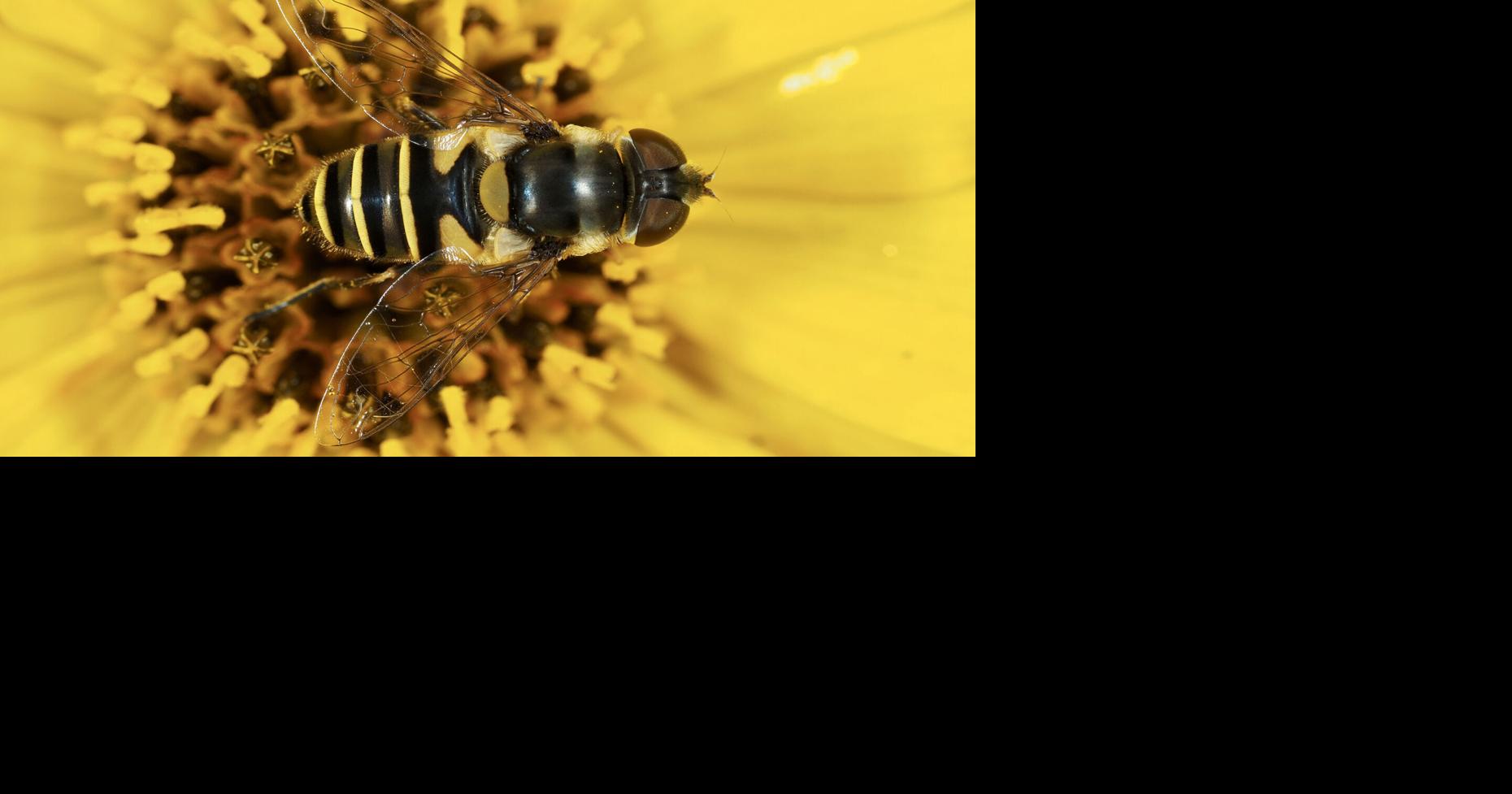 Hover flies mimic bees, wasps, says Durham columnist