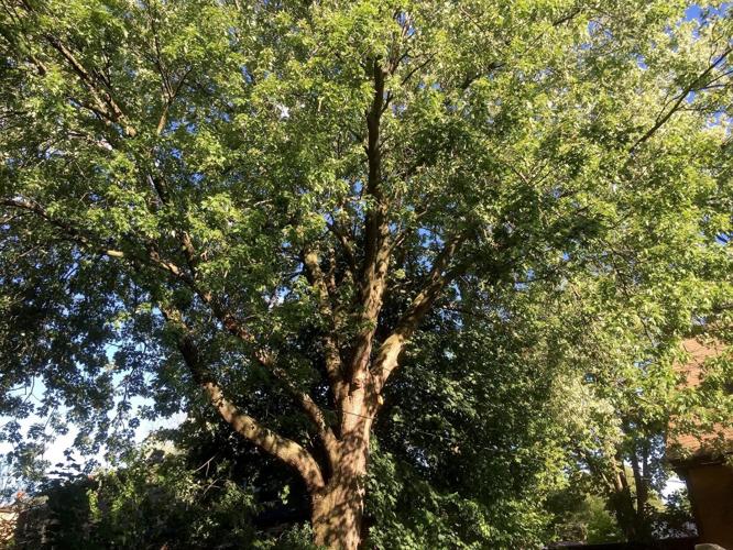 Long Branch lot severance plan will kill heritage tree