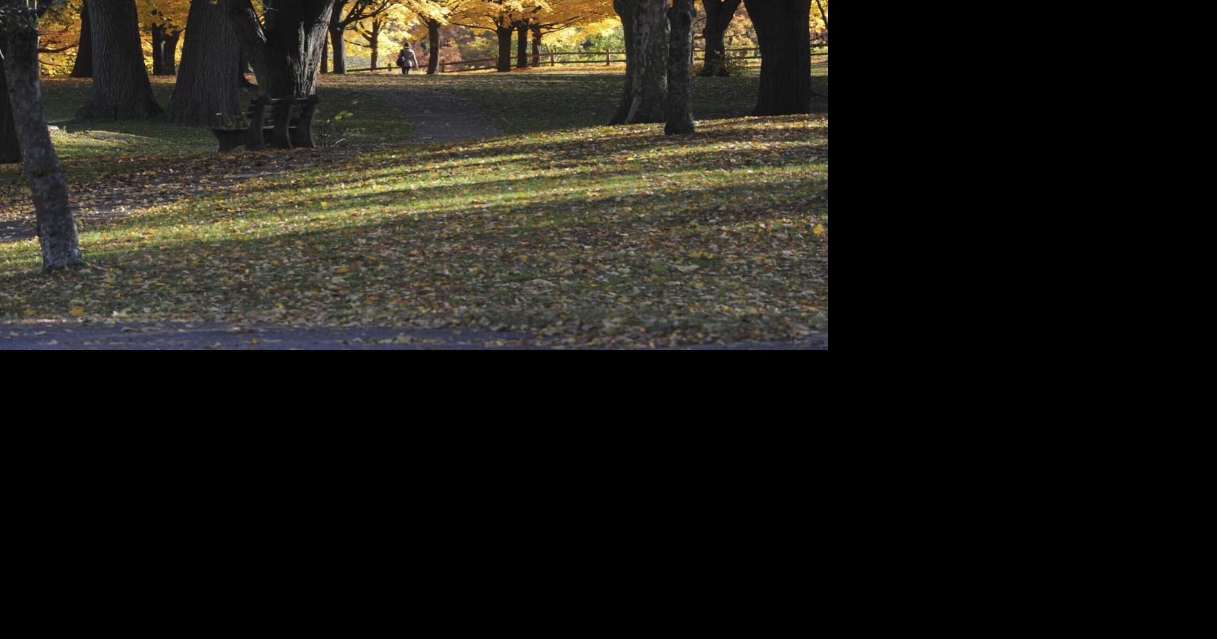 Controlled burns to protect rare trees in Toronto’s High Park