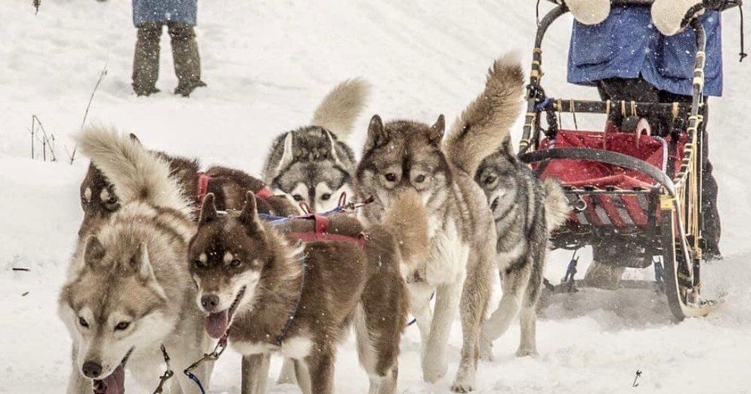 This Ontario tradition sees sled dogs deliver mail by paw