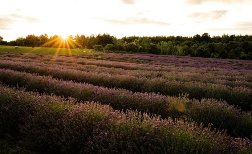 The Ontario sisters behind the Purple Hill Lavender Farm