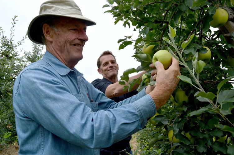 Where to go apple picking in Toronto and the GTA