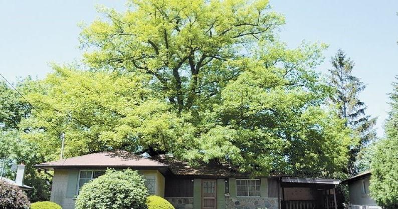 Toronto council approves plan to save 350-year-old tree