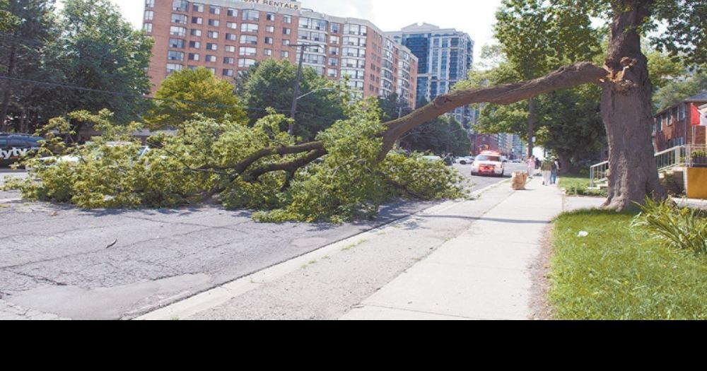Baby OK after tree branch snaps | News | toronto.com