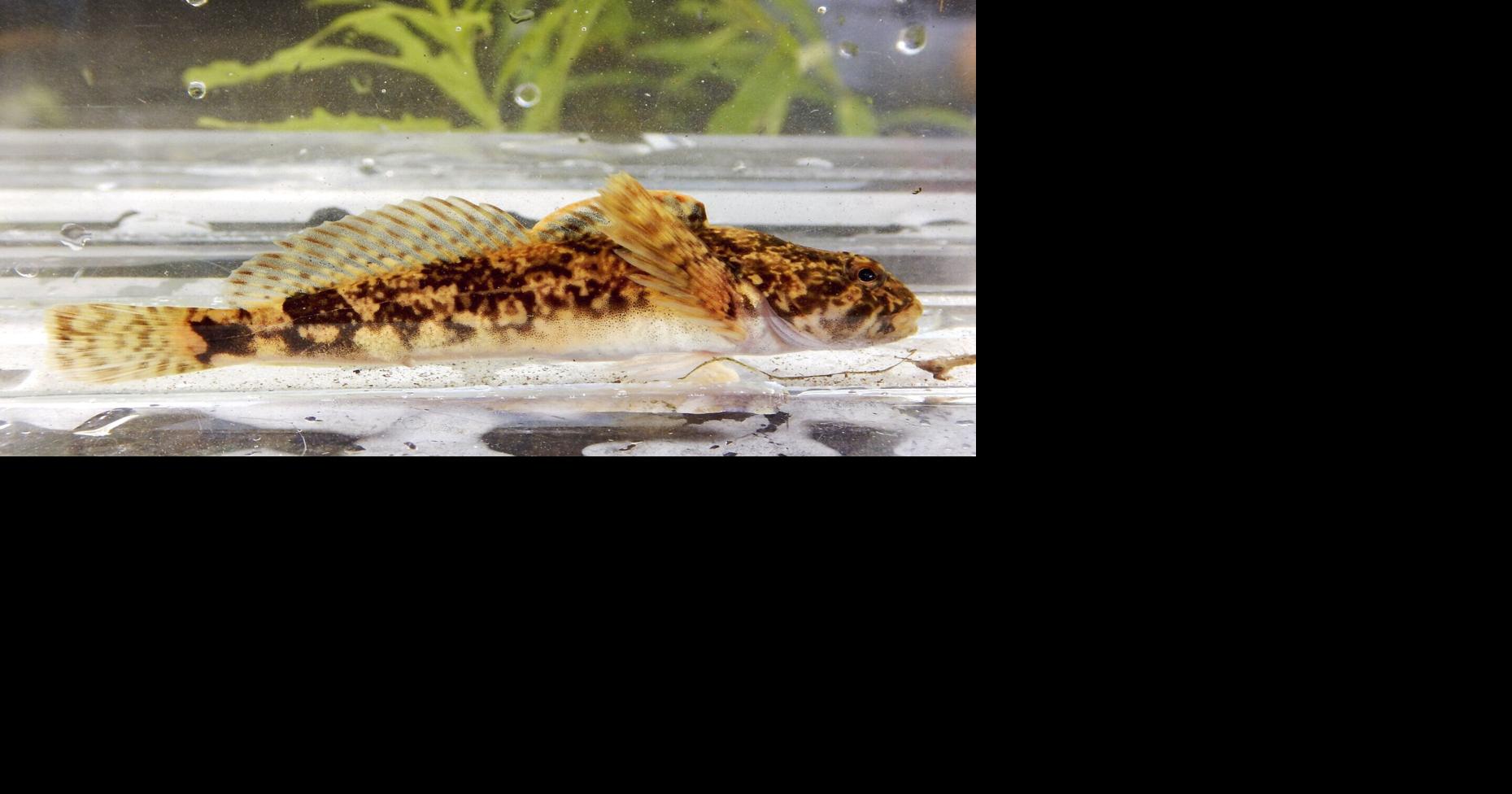 Scaleless fish among exotic specimens found in Rouge Park BioBlitz ...