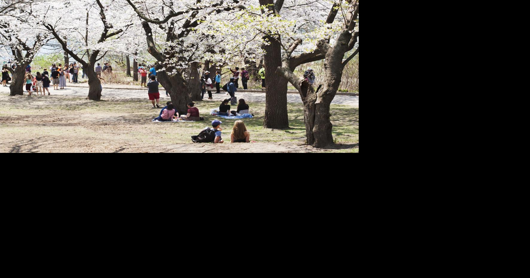 What to know about cherry blossom season in Toronto