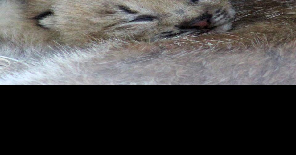 Toronto Zoo baby boom continues with birth of two Canada lynx | Life ...