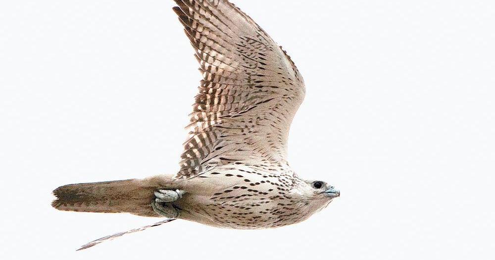 Rare white-morph gyrfalcon spotted in Scarborough