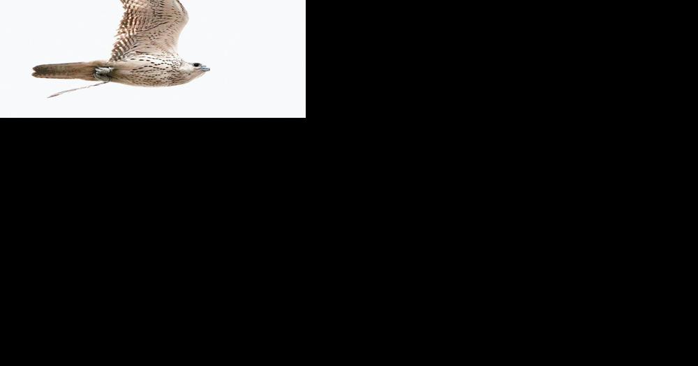 white morph gyrfalcon