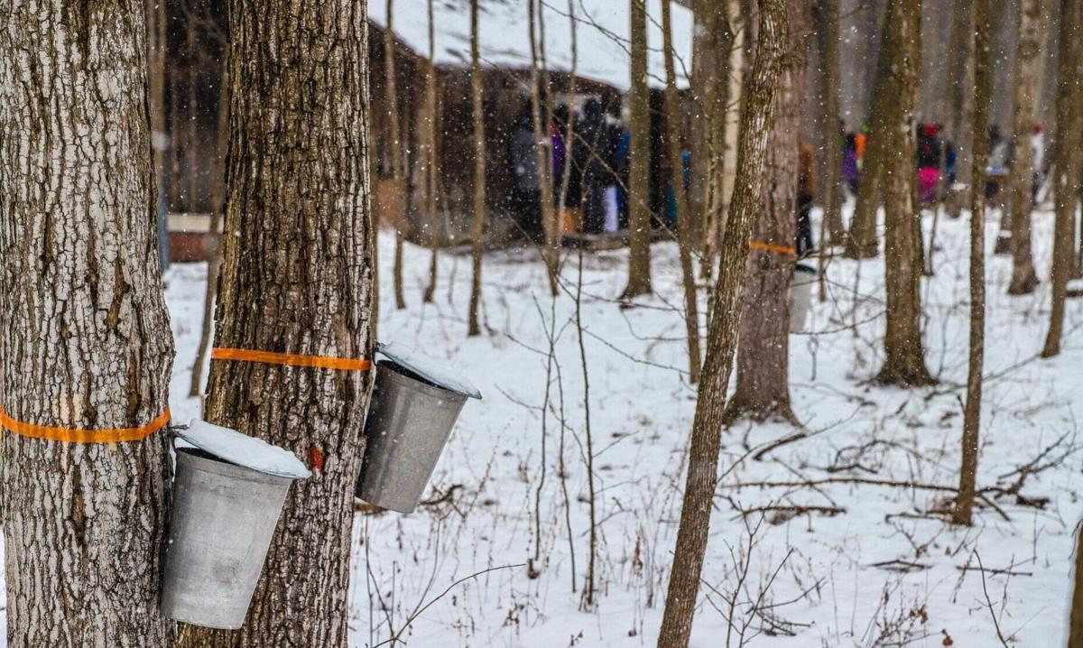 Maple Syrup Festivals Ontario 2026: Best Sugar Shacks