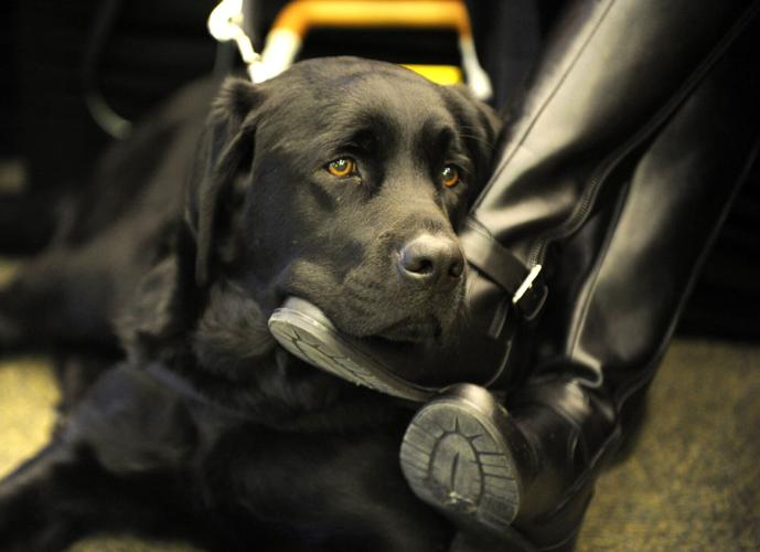 PHOTO SHOOTS: CNIB Guide Dogs announce the class of 2019