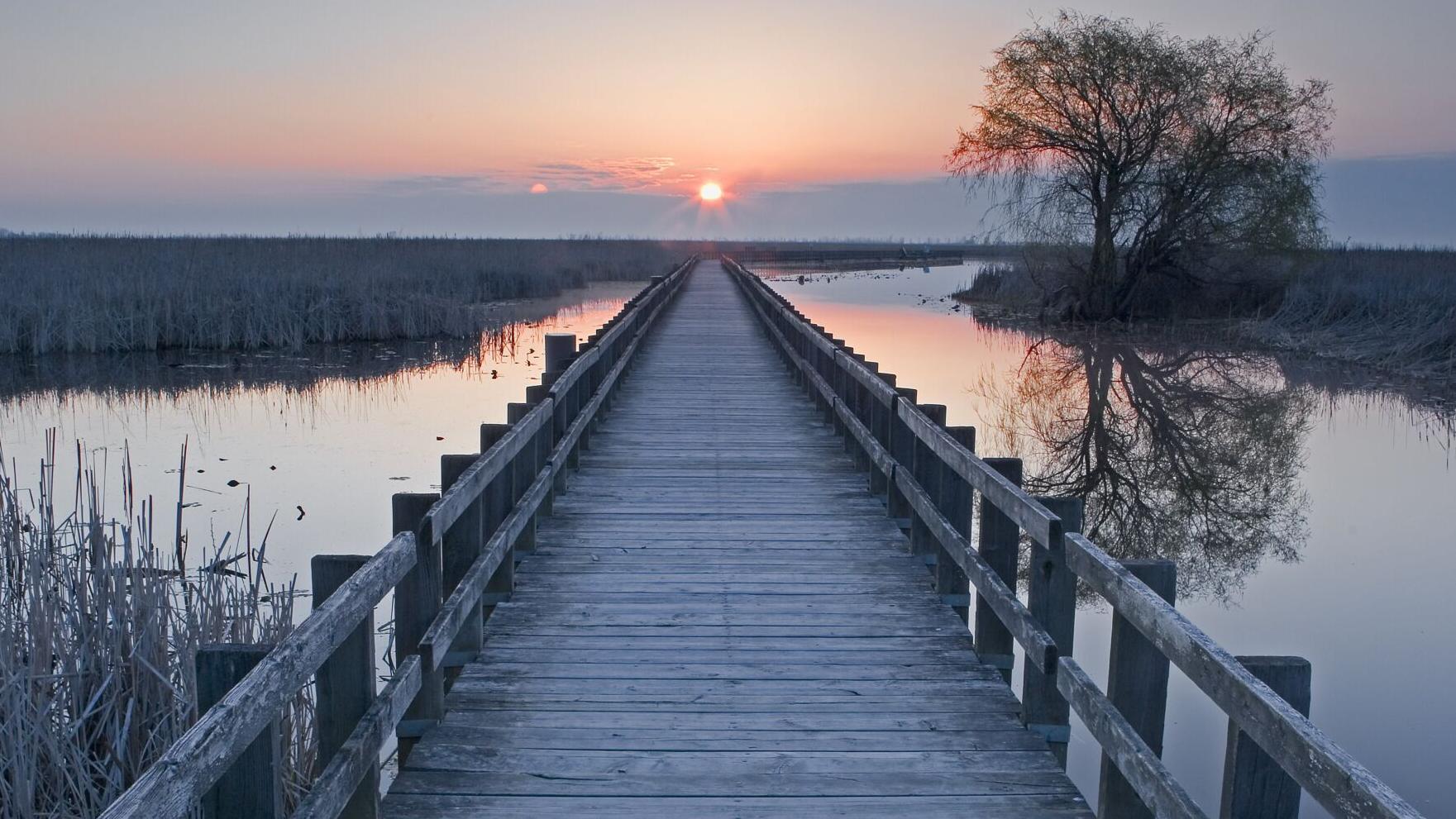 Point Pelee National Park’s boardwalk leads to a huge marsh