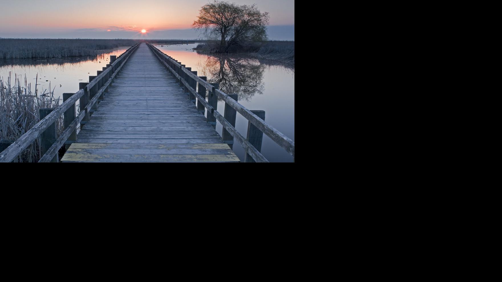 Point Pelee National Park’s boardwalk leads to a huge marsh