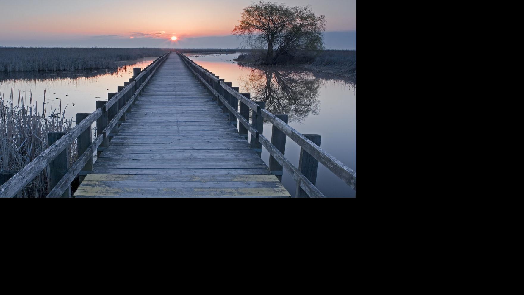 Point Pelee National Park’s boardwalk leads to a huge marsh