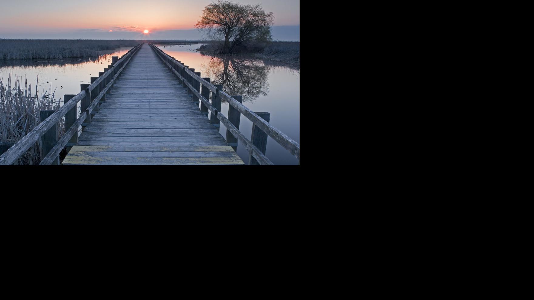 Point Pelee National Park’s boardwalk leads to a huge marsh