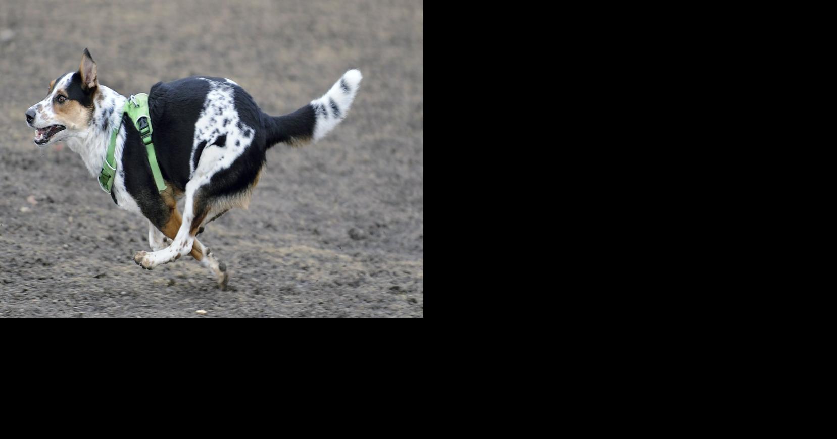 PHOTO SHOOTS: Colonel Sam Smith Park goes to the dogs