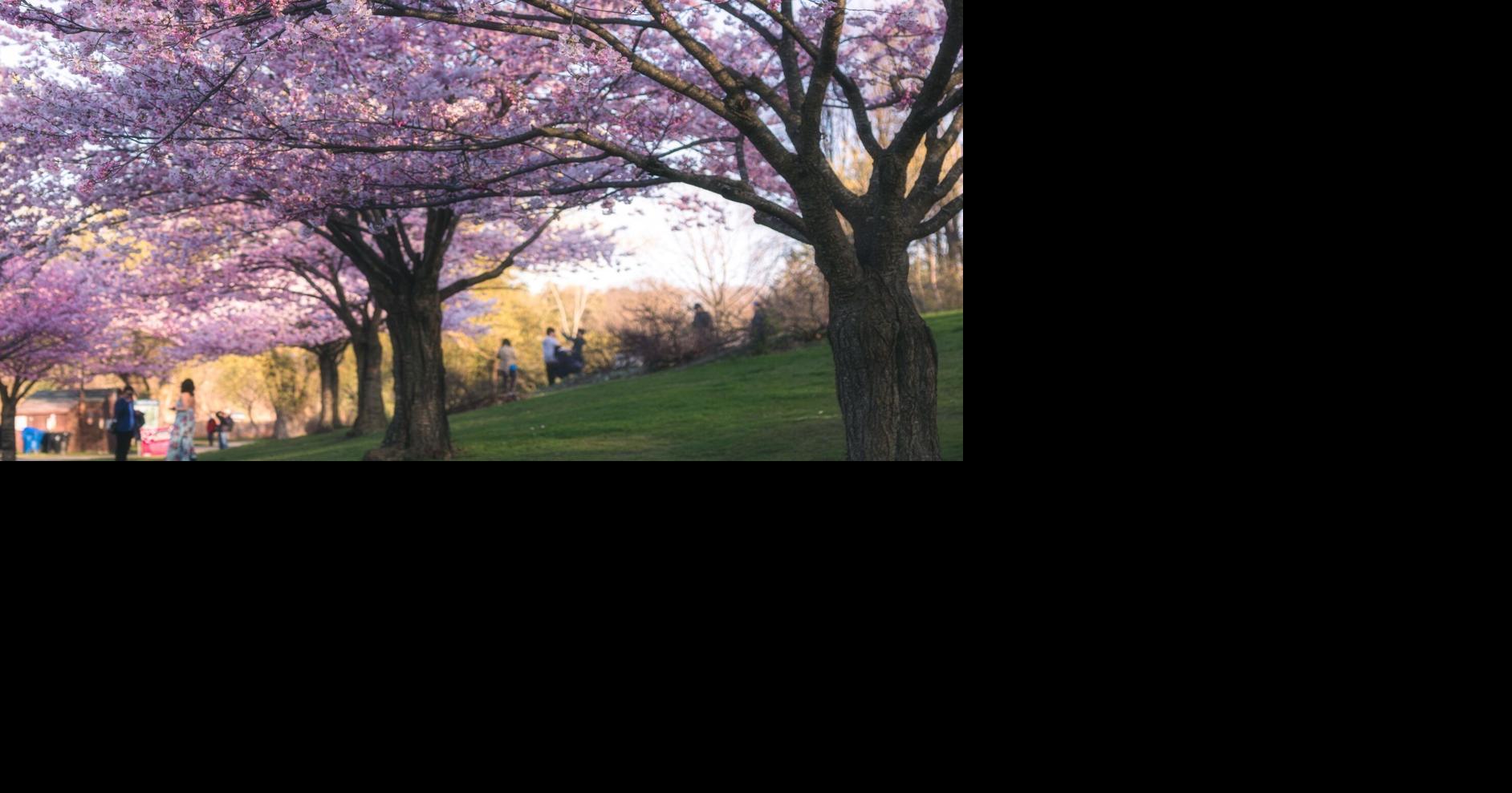 Cherry blossoms in Toronto are set for peak bloom this week