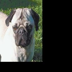 May Pets of the Month | News | toronto.com