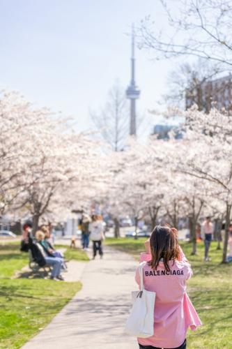 Places to see cherry blossoms in Toronto outside High Park