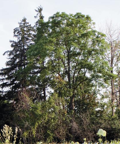 Oak trees with links to Vimy Ridge growing near site of proposed ...