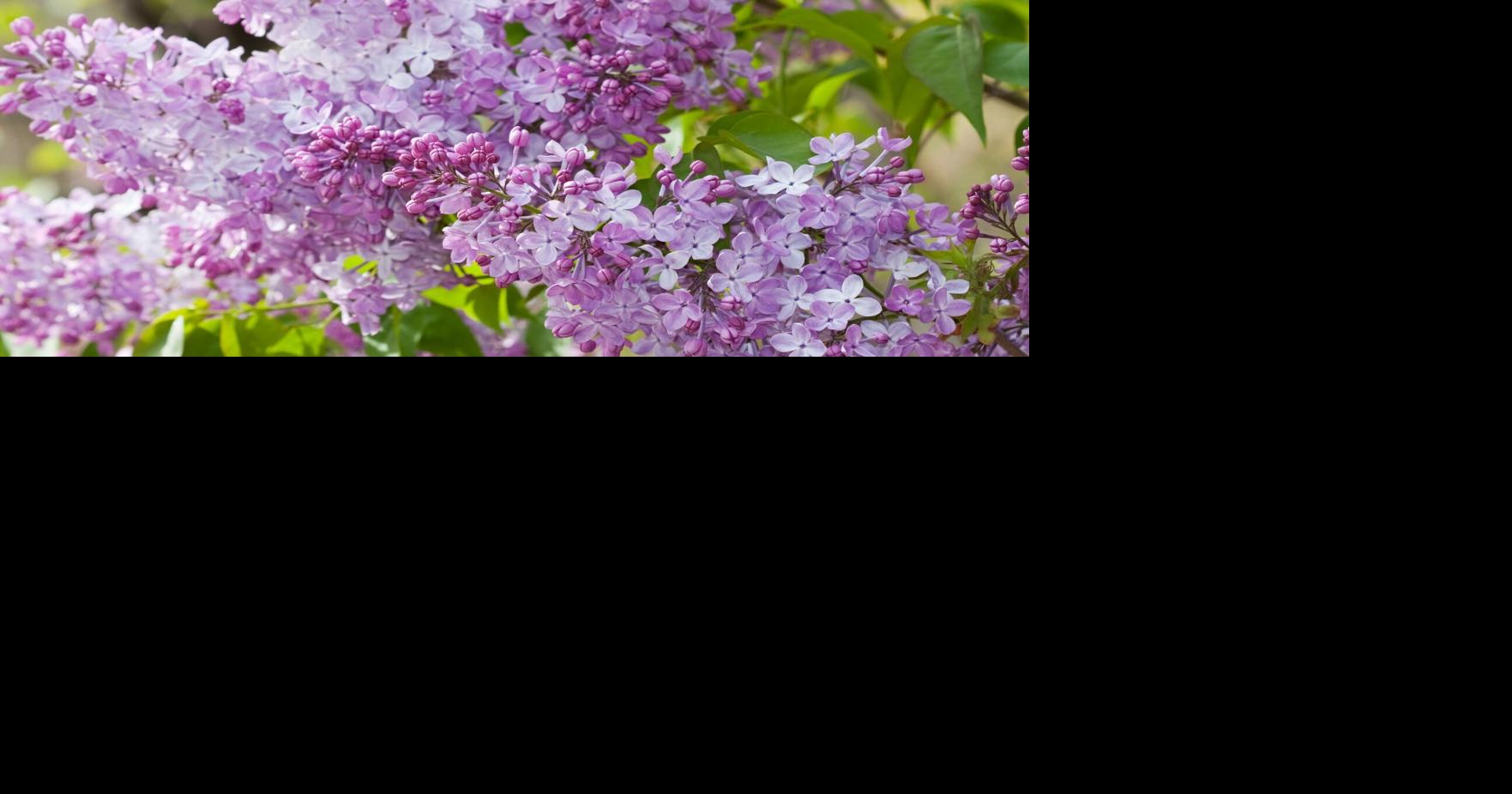 This Ontario village has a blossom-filled lilac festival