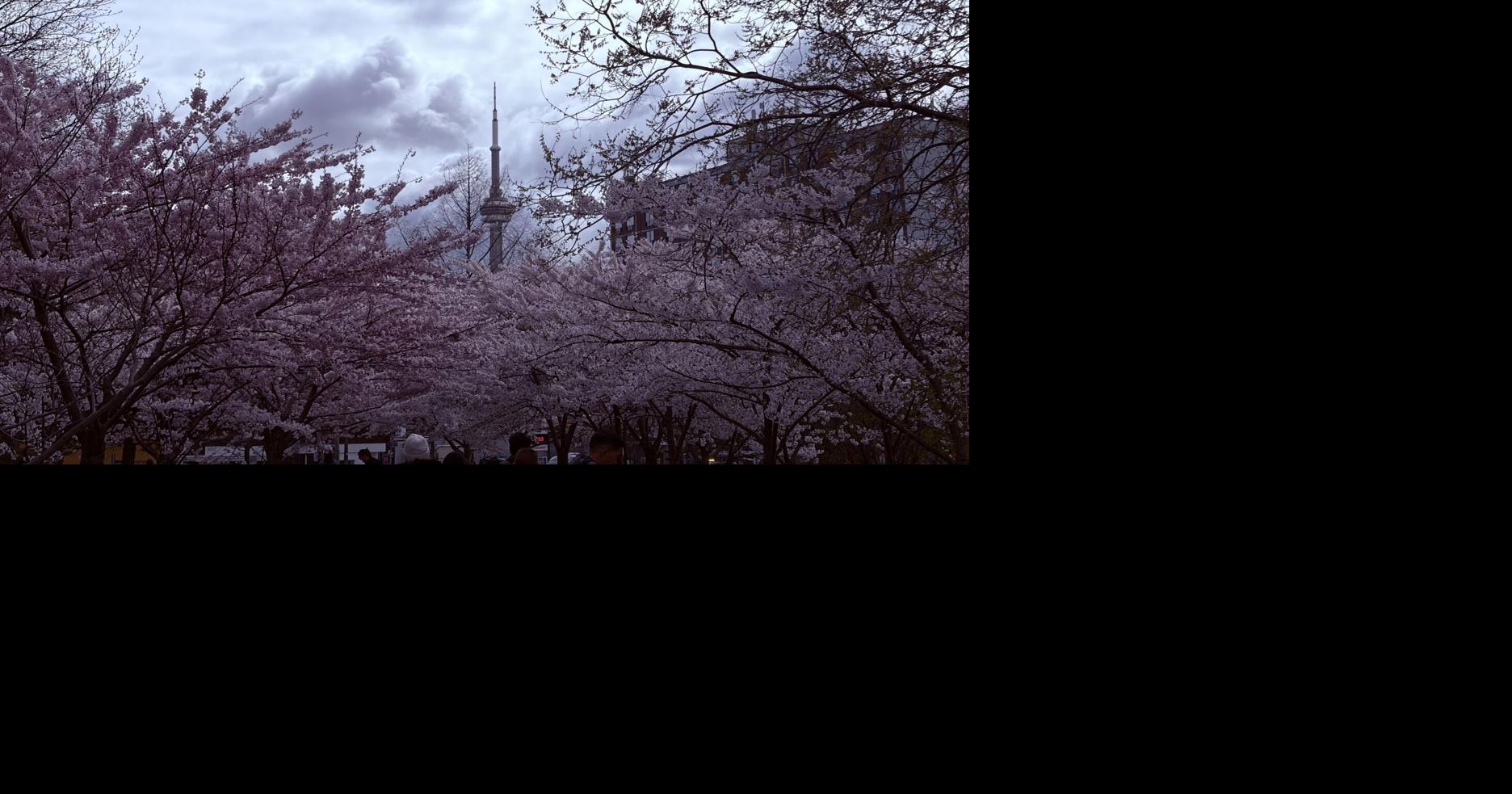 Where to see the absolute best of Toronto’s cherry blossoms