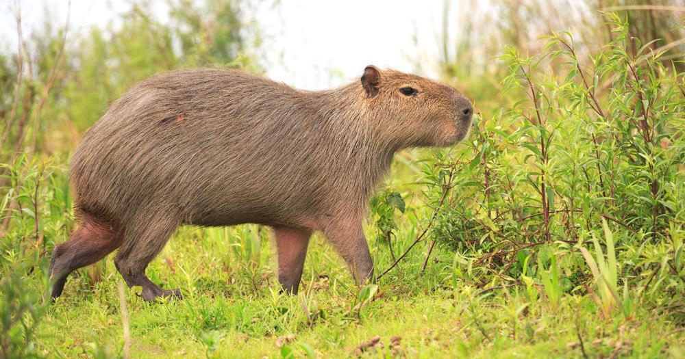 Some interesting facts about capybaras since the escaped pair from High ...