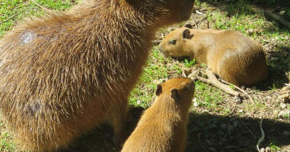 Toronto High Park Zoo staff are optimistic capybara fugitives Bonnie ...