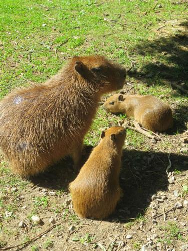 Toronto High Park Zoo staff are optimistic capybara fugitives Bonnie ...