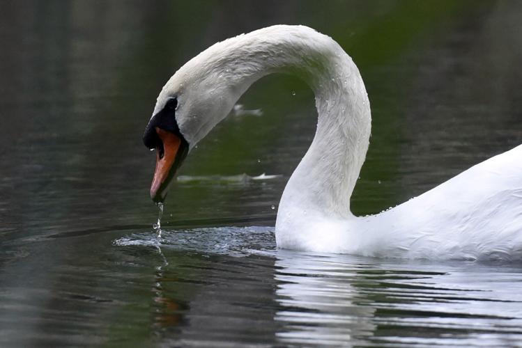 Justin Greaves’ Toronto: Animals of High Park