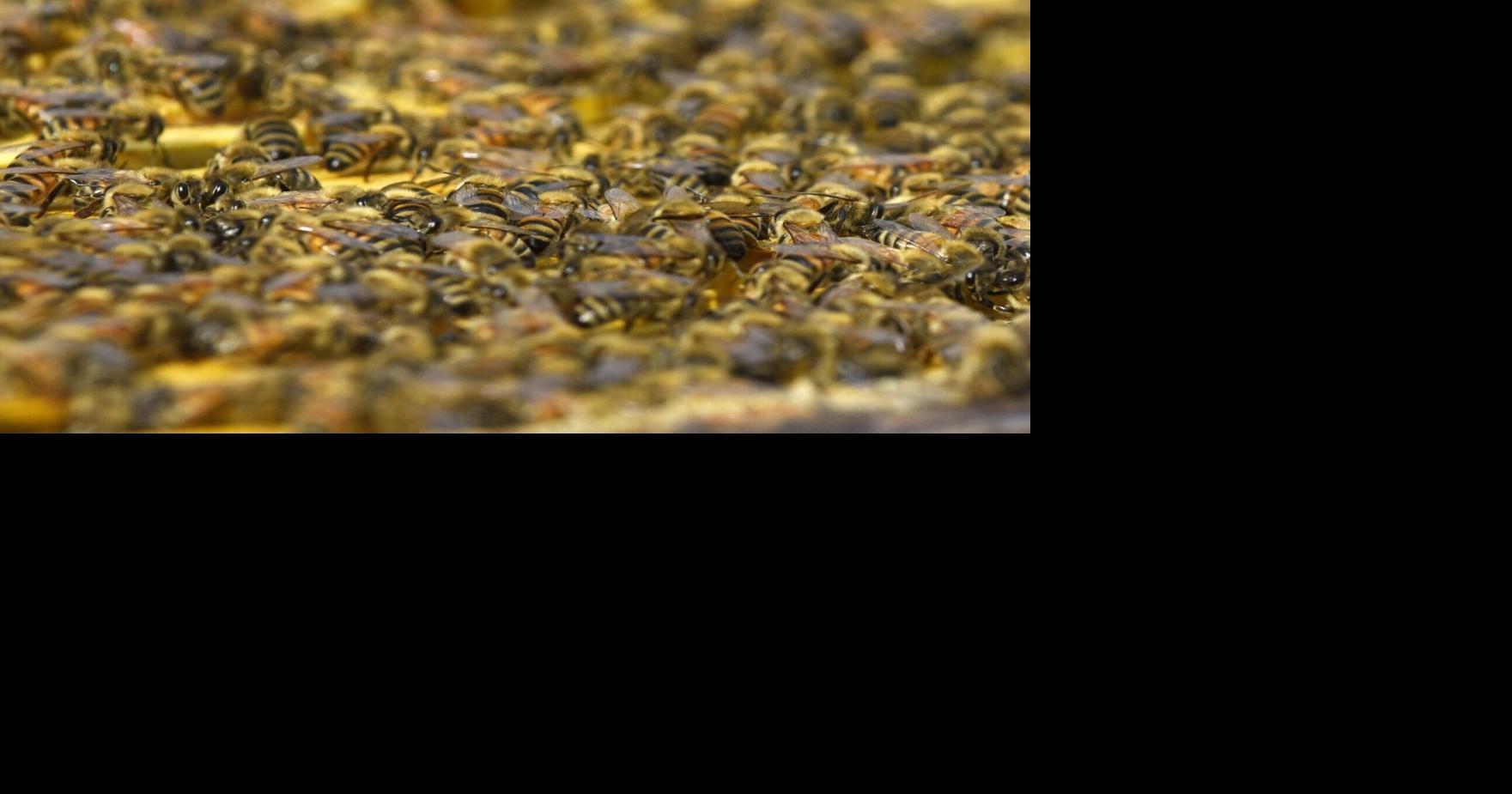 Toronto bees could use more quality green space, say York University ...