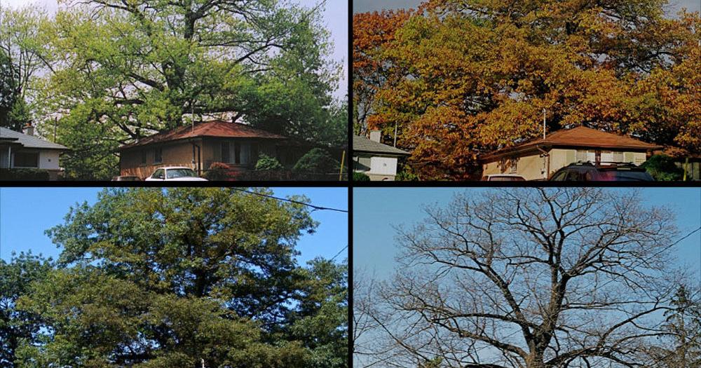 NATURAL ROOTS: North York’s 250-year-old red oak touched by the lives ...
