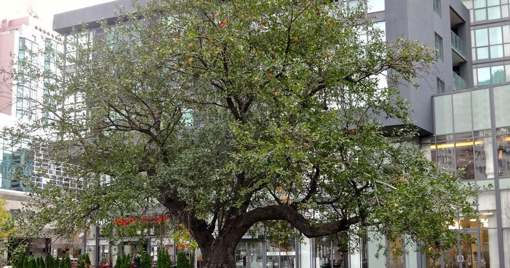 NATURAL ROOTS: The Tolman sweet apple at Yonge and Sheppard is the last ...