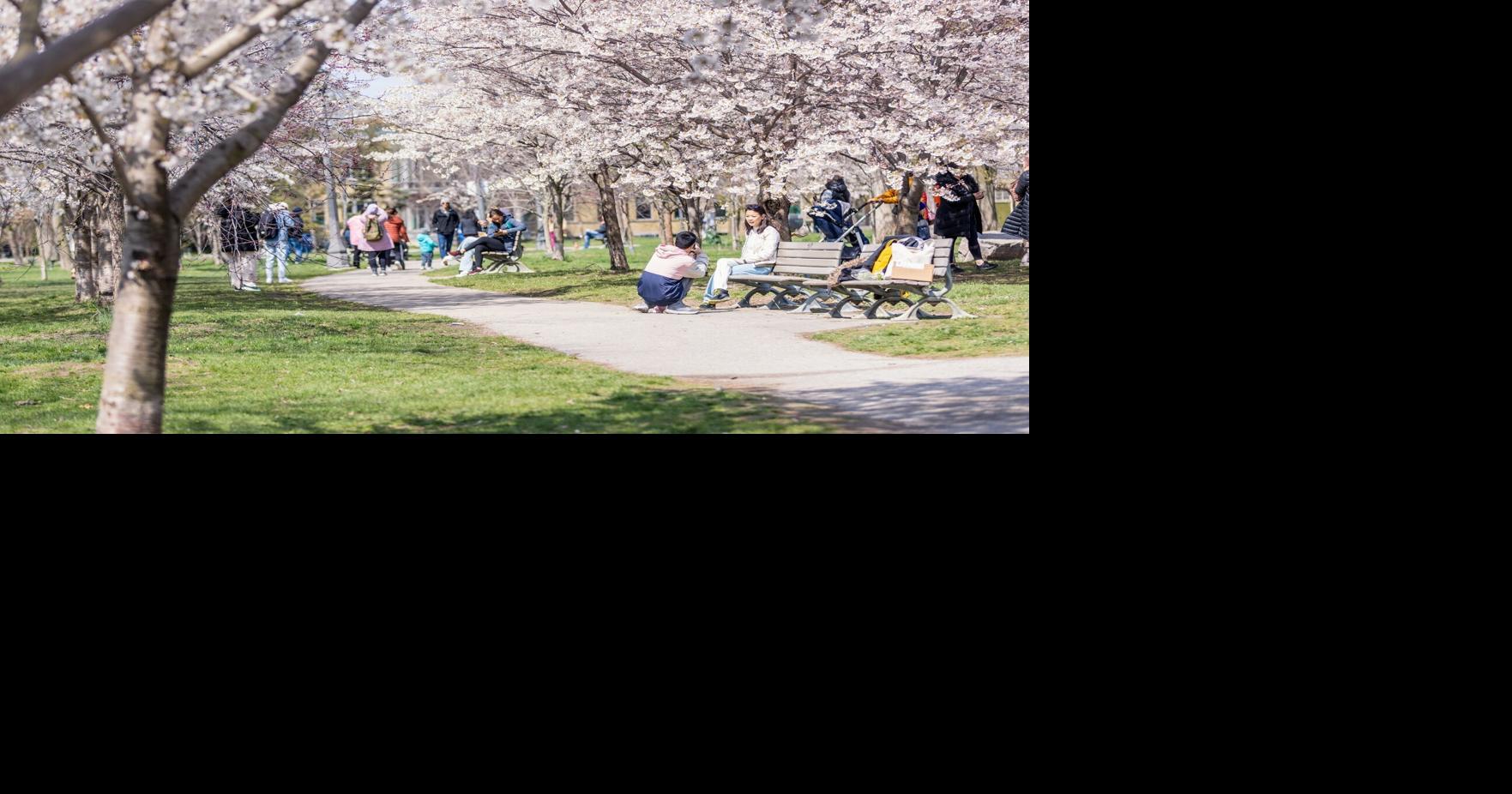 Toronto’s cherry blossom trees are about to reach peak bloom