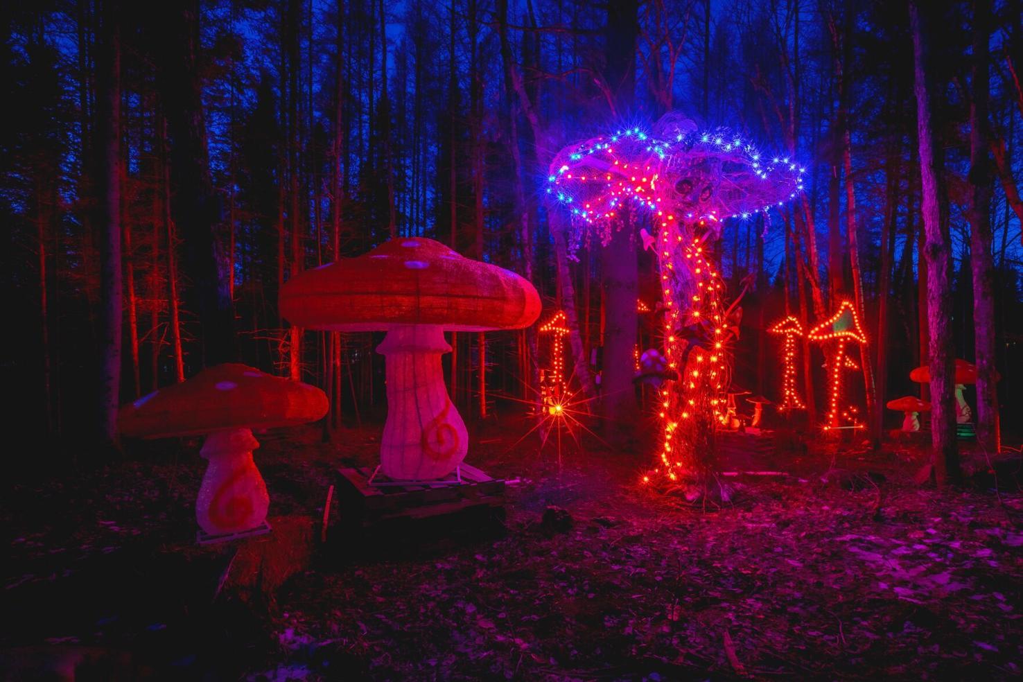 Ontario town has new, enchanting light trail in the forest