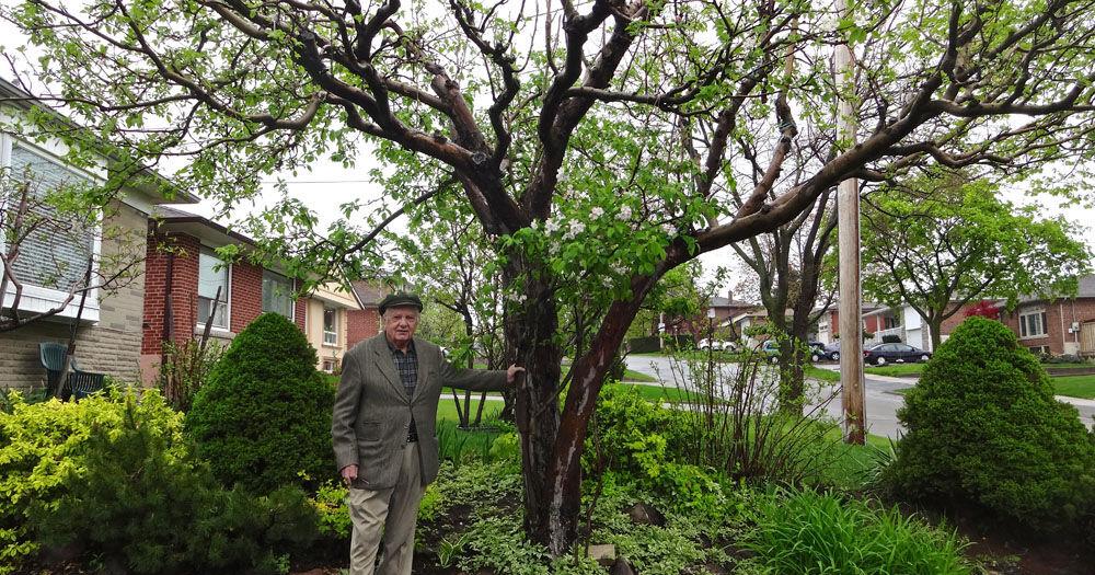 NATURAL ROOTS: Celebrating Canada’s national apple - the MacIntosh - at ...