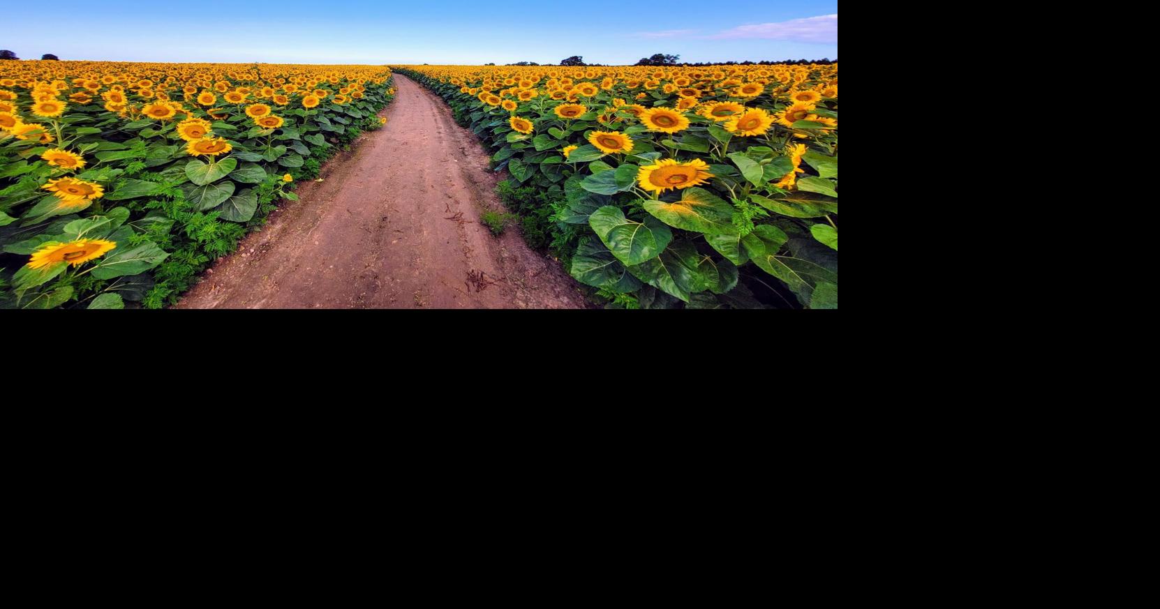 One of Ontario’s largest sunflower fields is near Toronto