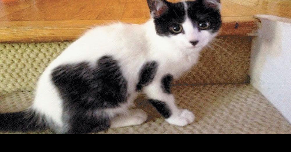 Scarborough animal shelter offers two-for-one cat adoptions | News ...