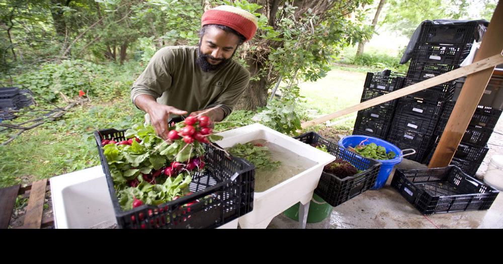 Black Creek Community Farm is a growing enterprise | News | toronto.com