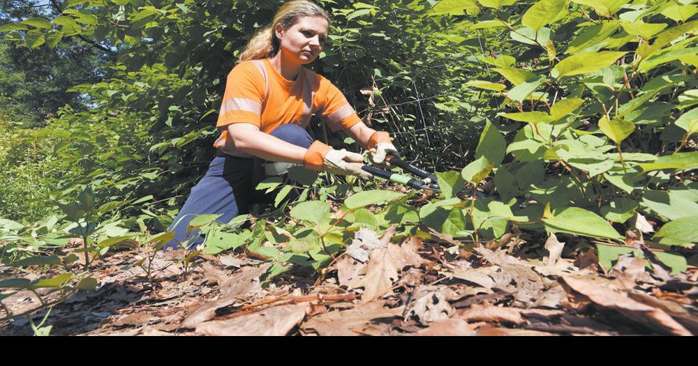 SPECIAL REPORT: Asian carp, dog-strangling vine, Japanese knotweed and ...