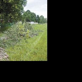 Hydro One trimming trees along hydro corridors | News | toronto.com