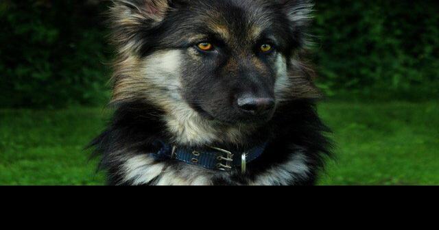 Nefeli needs a home with older kids and no other pets | News | toronto.com