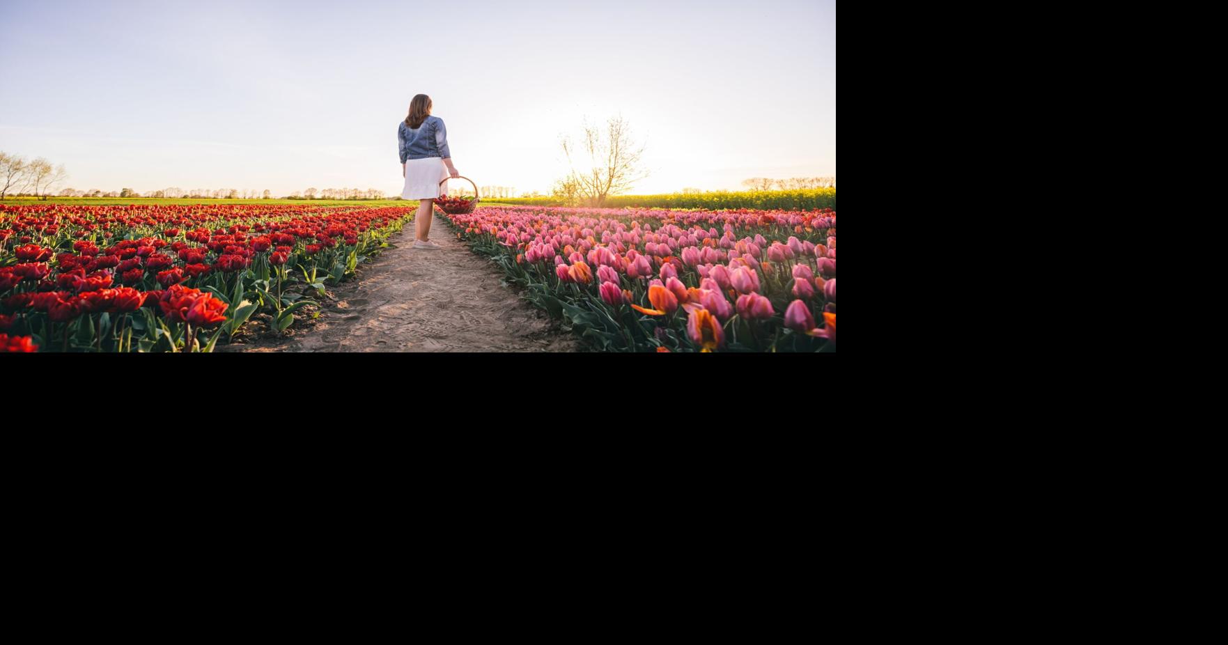 This tulip festival near Toronto is about to be in bloom